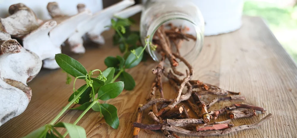 Natural Dye Cultivation Series: Madder root — Farm & Folk