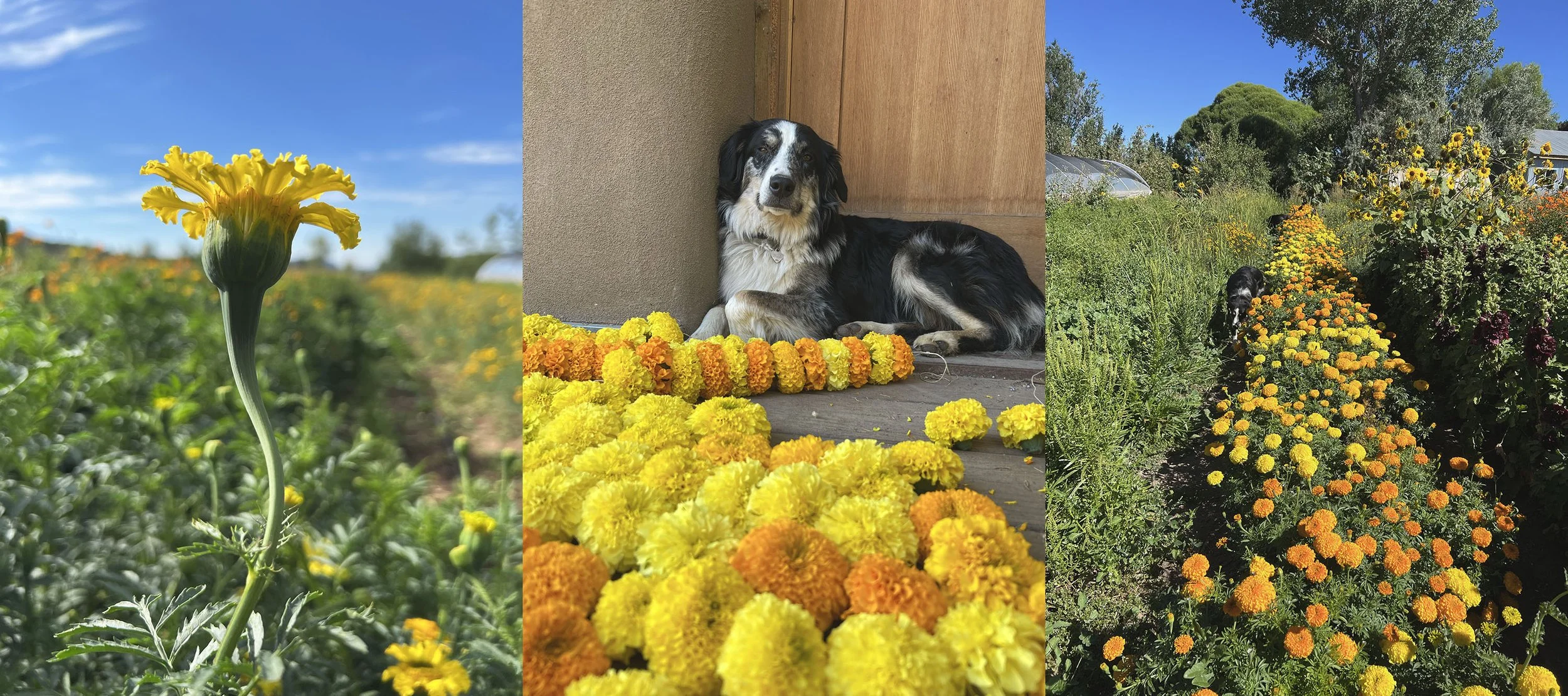 Natural Dye Cultivation Series: Marigolds — Farm & Folk
