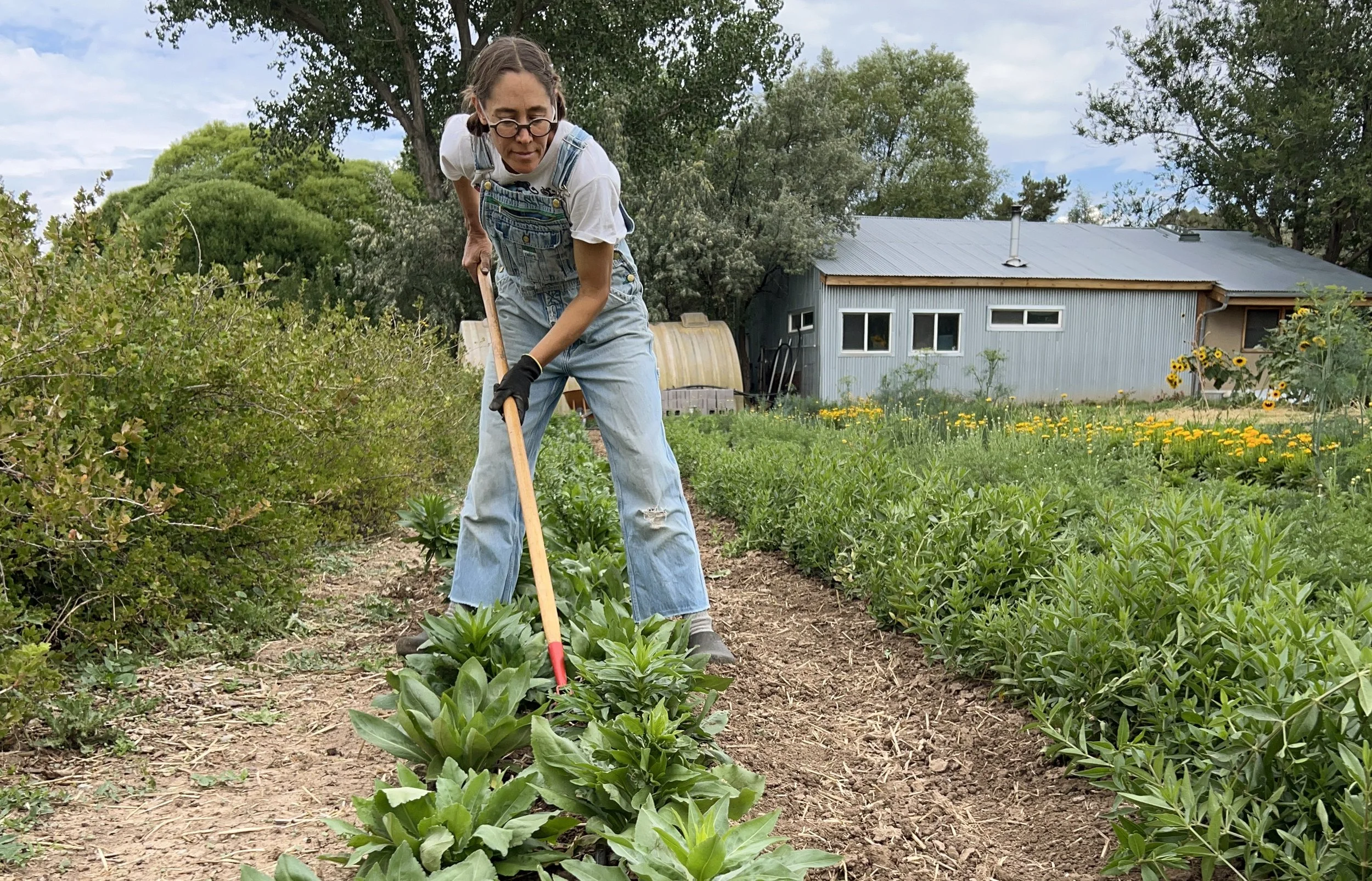 A late summer farm update — Farm & Folk