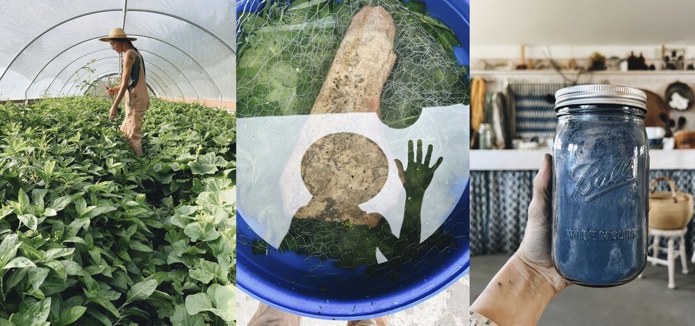 Cochineal, Logwood and Indigo: A Historical Acknowledgement — Farm & Folk