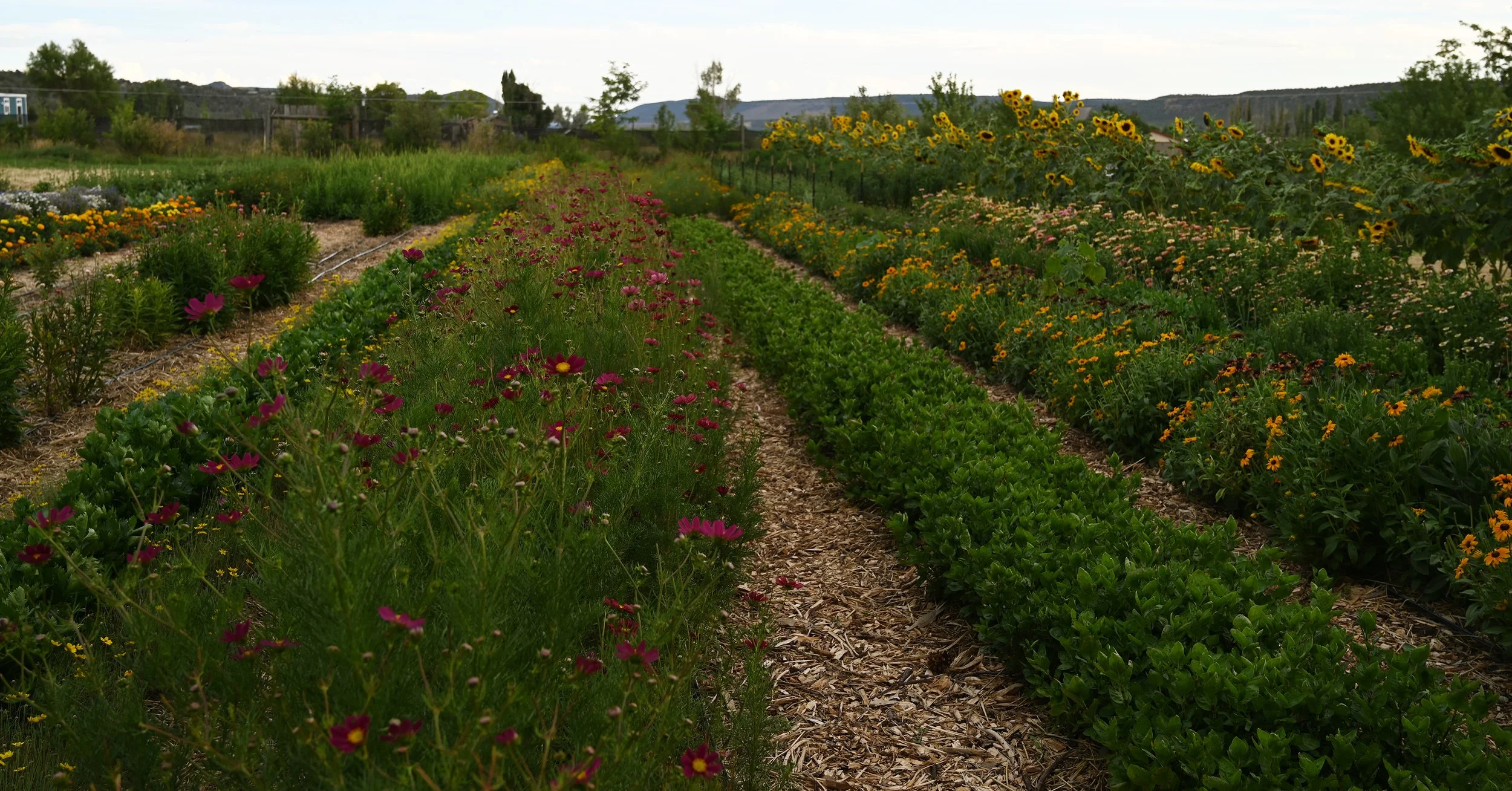 A late summer farm update — Farm & Folk