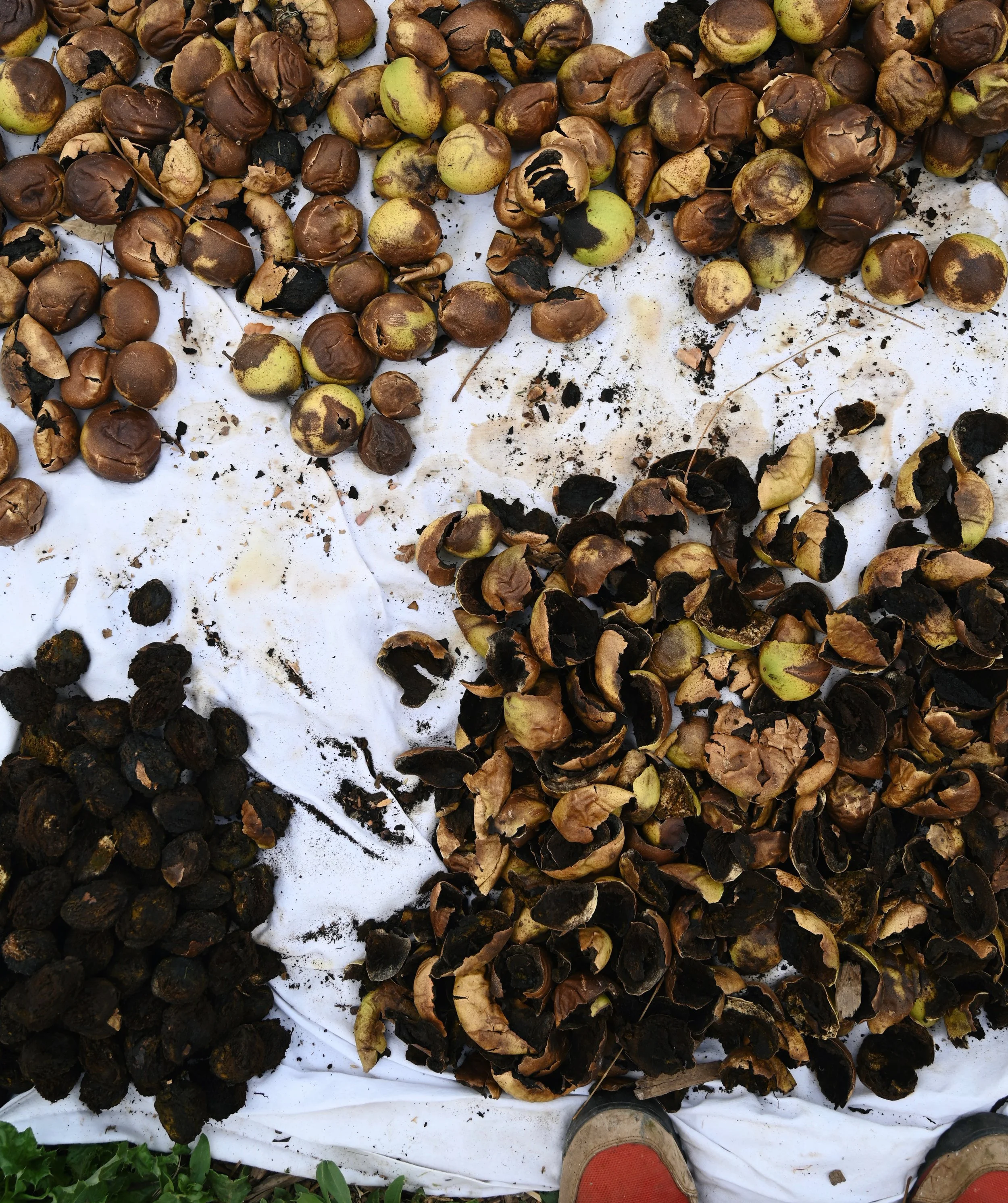 Natural Dyeing with Black Walnut Husks — Farm & Folk