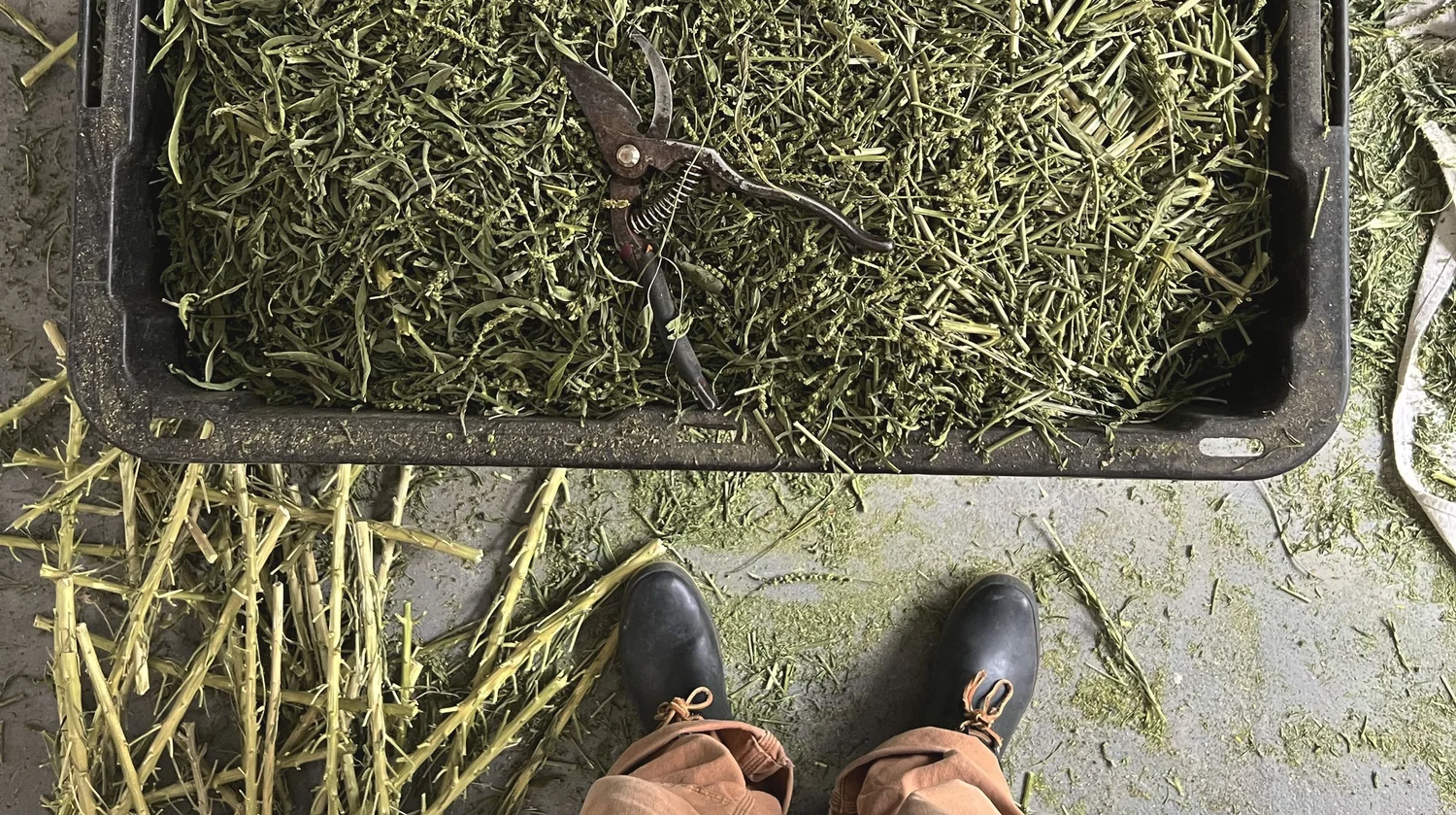 Natural Dye Cultivation Series: Weld — Farm & Folk