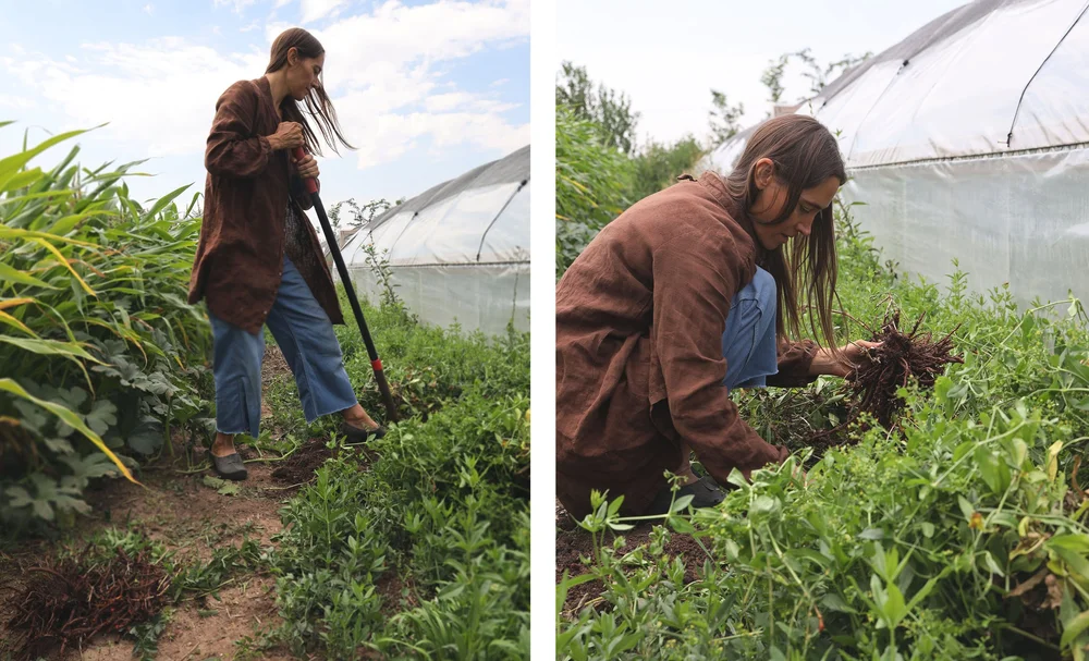 Natural Dye Cultivation Series: Madder root — Farm & Folk