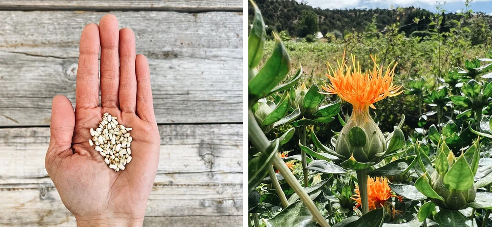 Natural Dye Cultivation Series: Safflower — Farm & Folk
