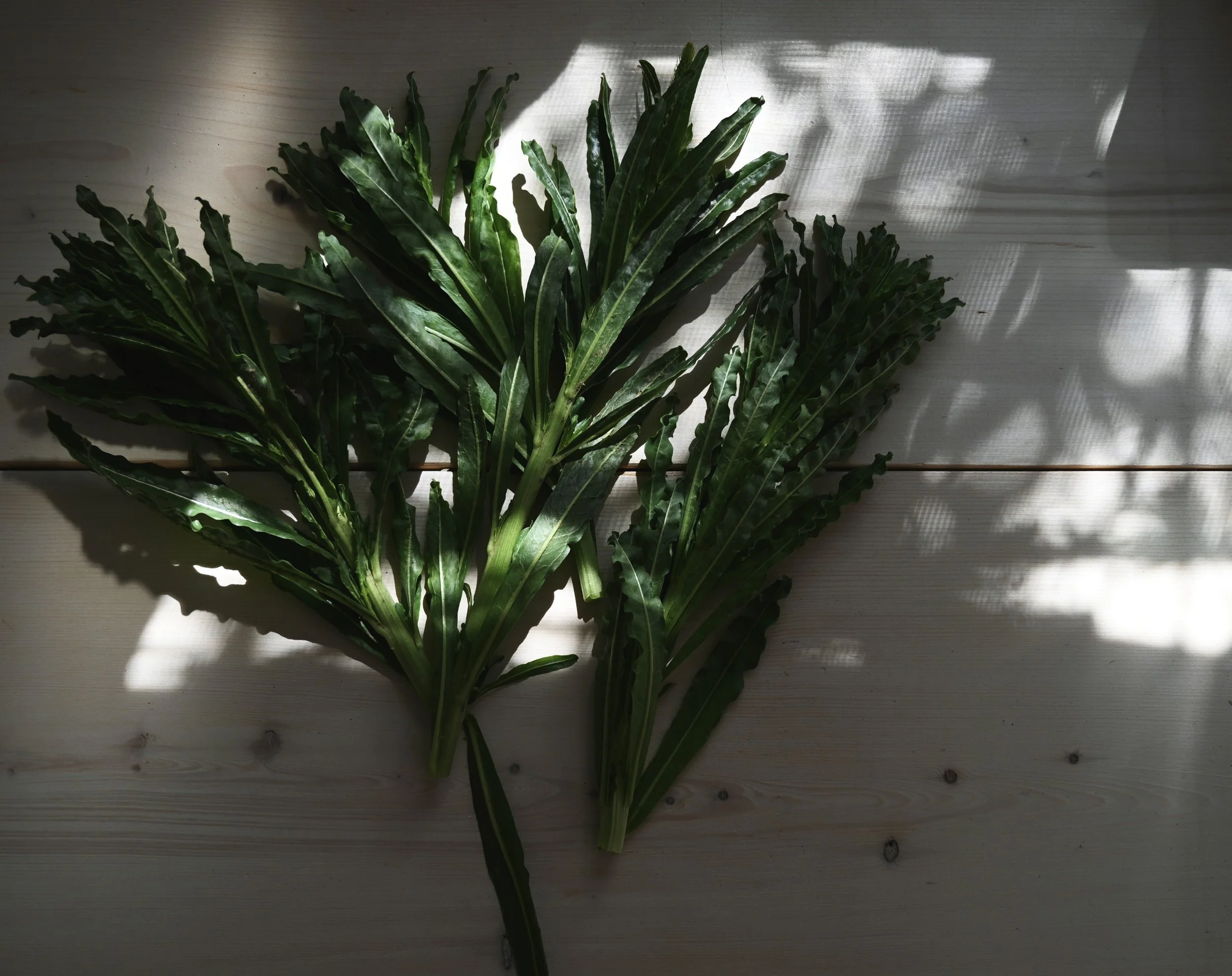 Natural Dyeing with Weld — Farm & Folk