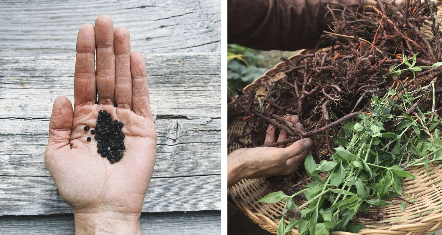 Natural Dye Cultivation Series: Madder root — Farm & Folk