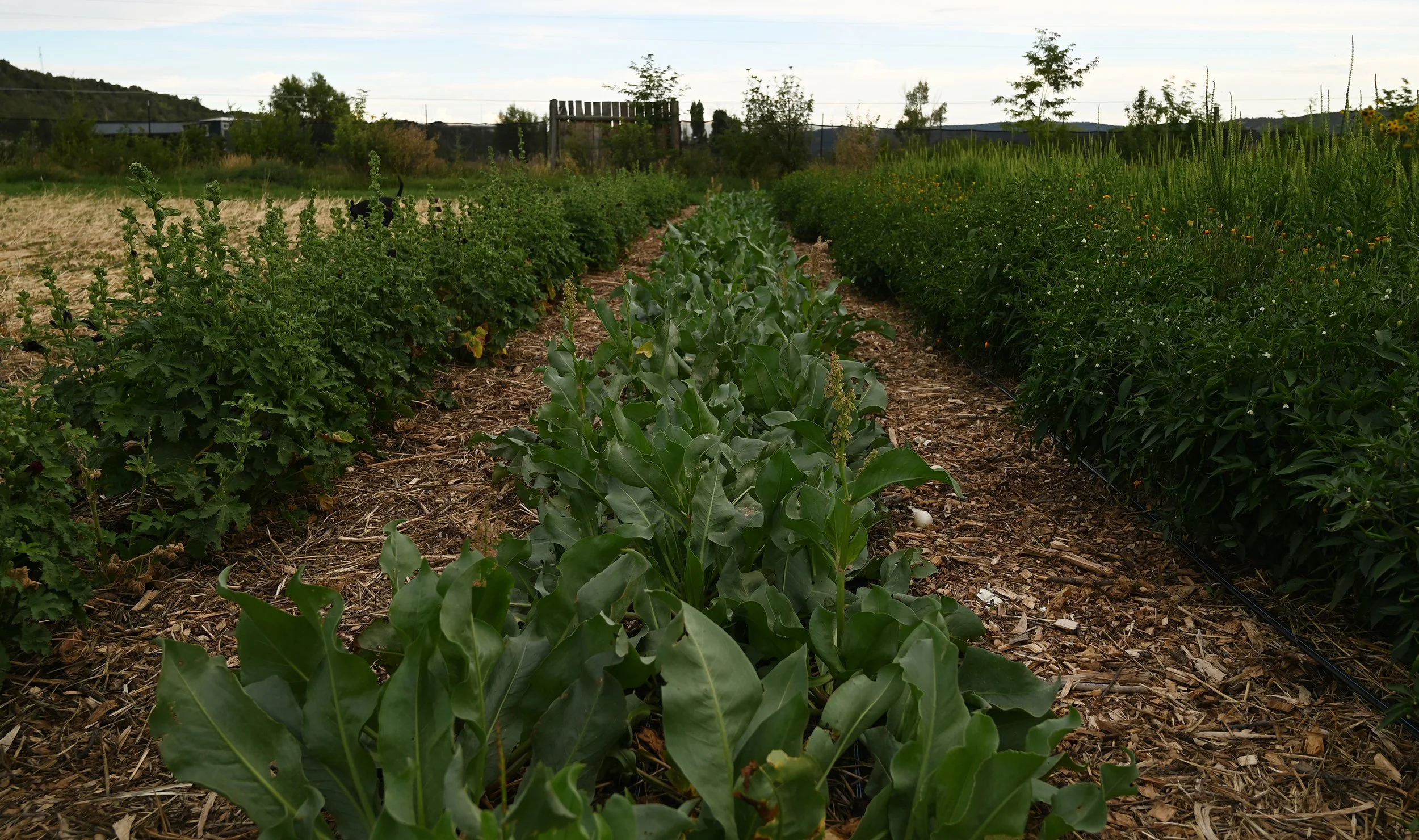 A late summer farm update — Farm & Folk
