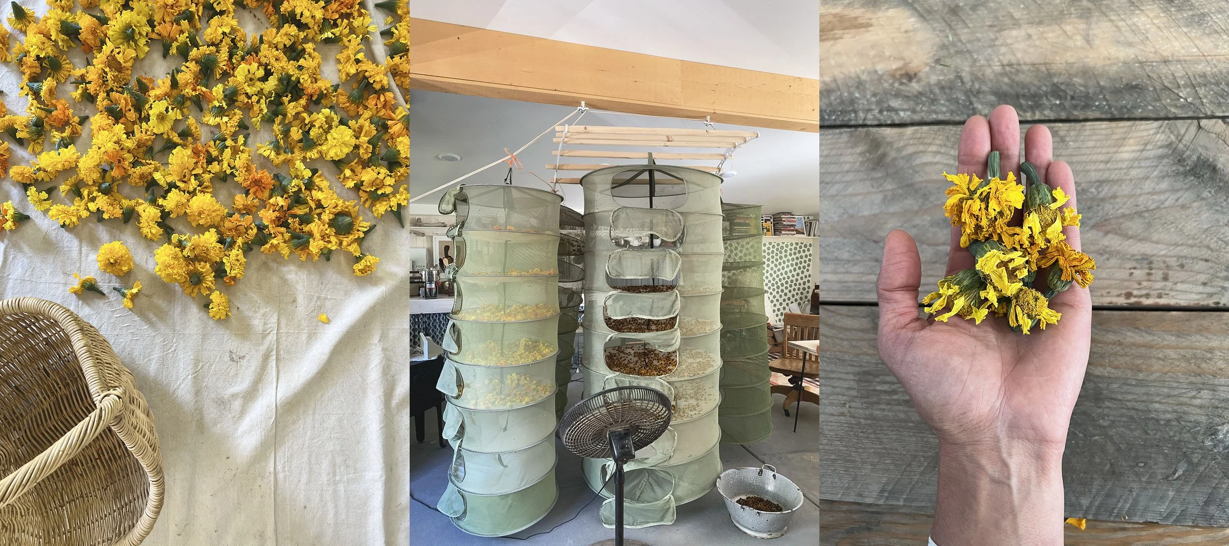 Natural Dye Cultivation Series: Marigolds — Farm & Folk