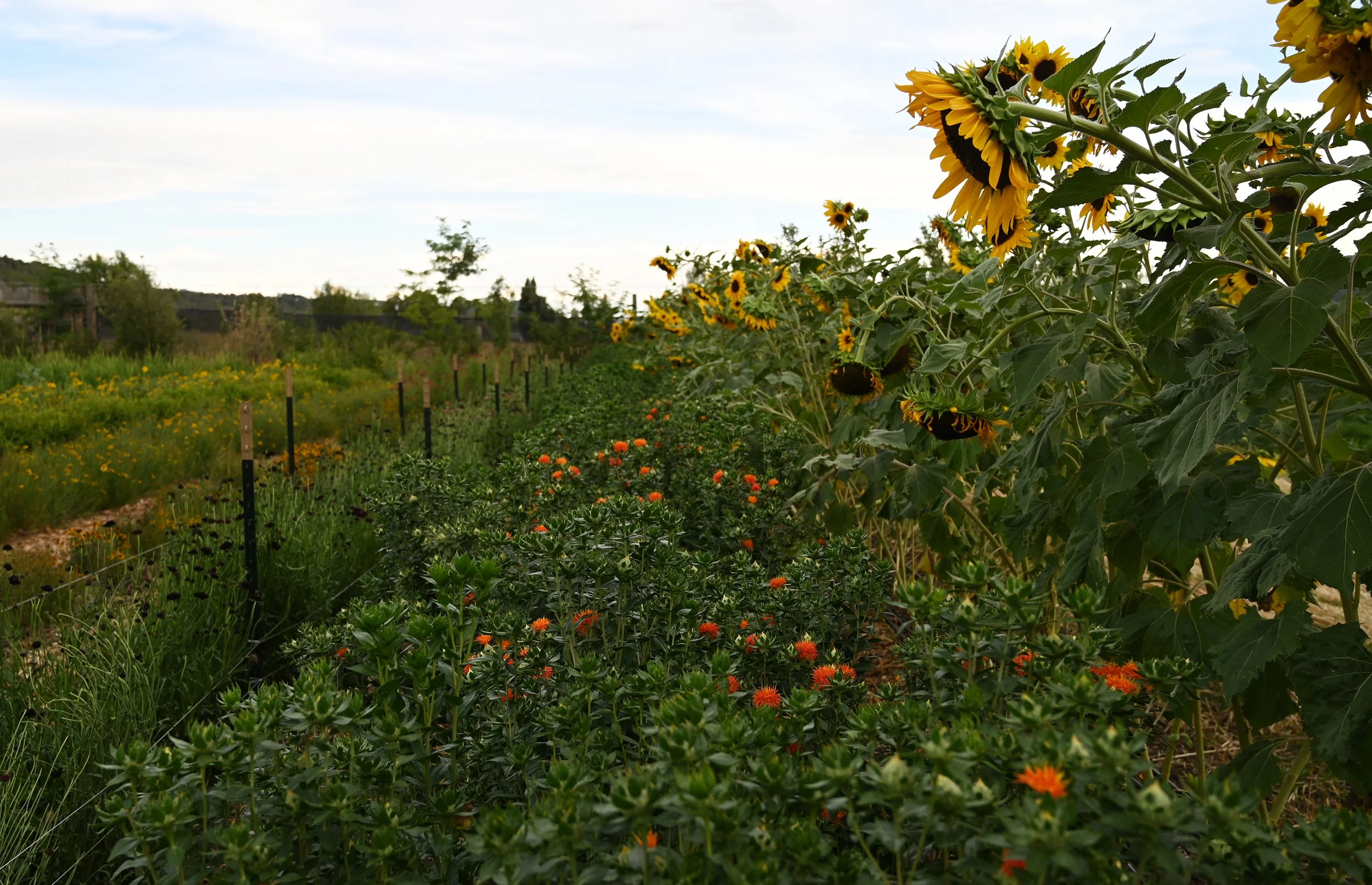 A late summer farm update — Farm & Folk