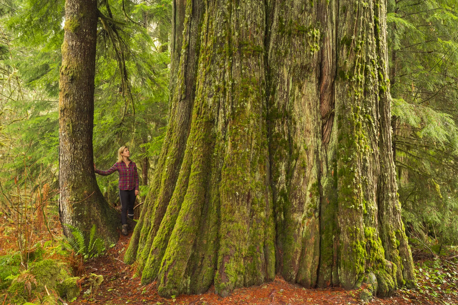 Guide to Washington State's Ancient Forests, Giant Trees, and Old ...