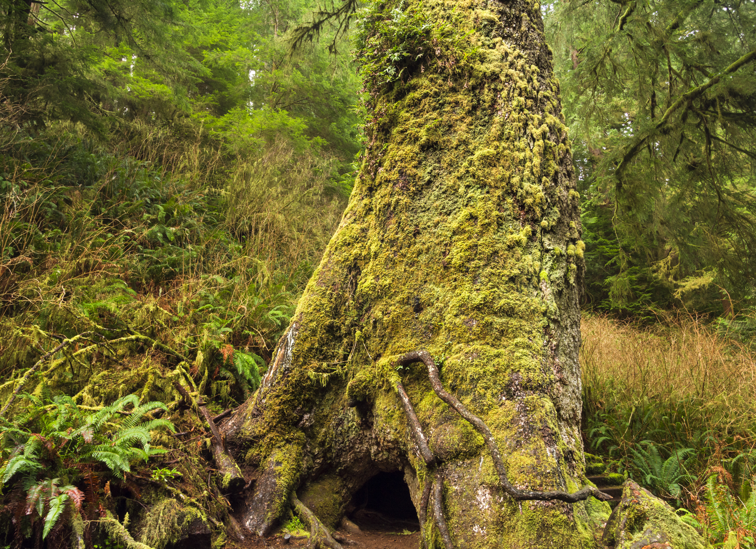 Guide to Oregon’s Ancient Forests, Giant Trees, and Old Growth Hikes ...