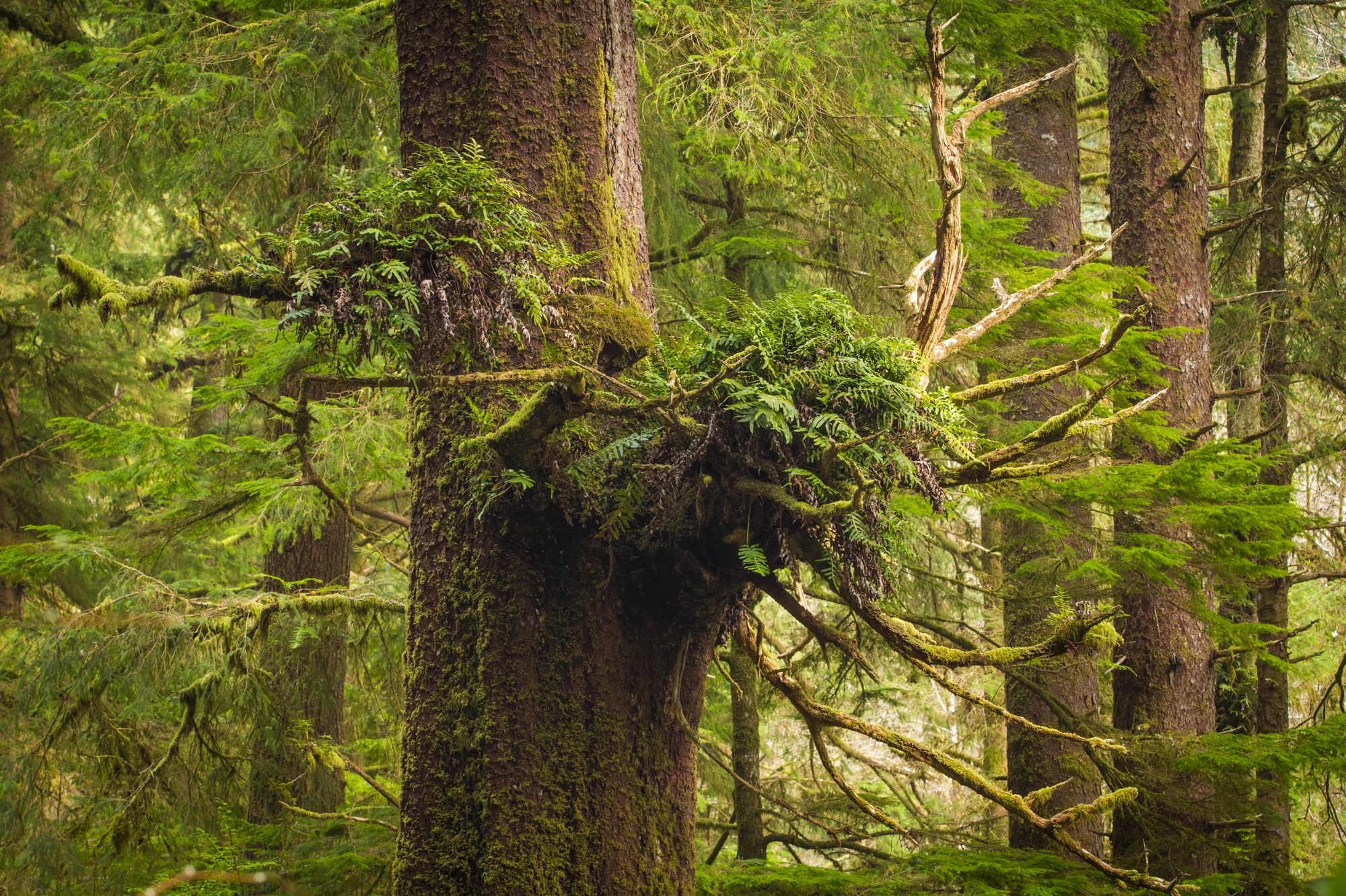 Guide to Oregon’s Ancient Forests, Giant Trees, and Old Growth Hikes ...