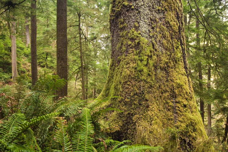 Guide to Oregon’s Ancient Forests, Giant Trees, and Old Growth Hikes ...