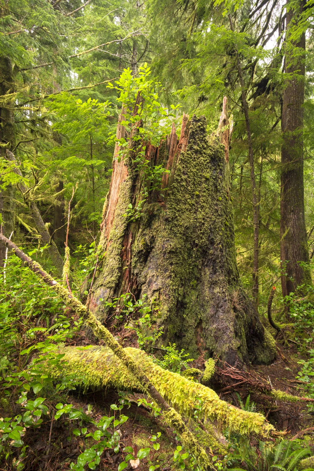 Guide to Oregon’s Ancient Forests, Giant Trees, and Old Growth Hikes ...