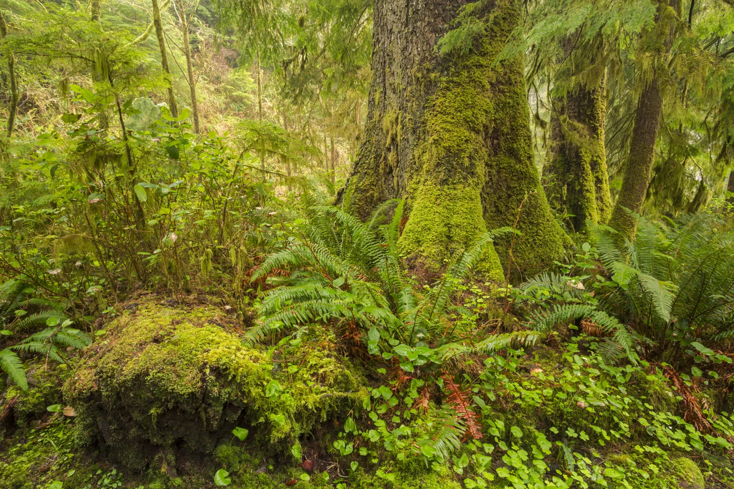Guide to Oregon’s Ancient Forests, Giant Trees, and Old Growth Hikes ...