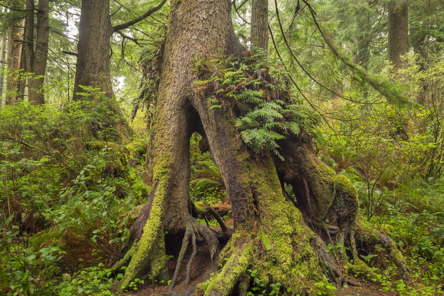 Guide to Oregon’s Ancient Forests, Giant Trees, and Old Growth Hikes ...