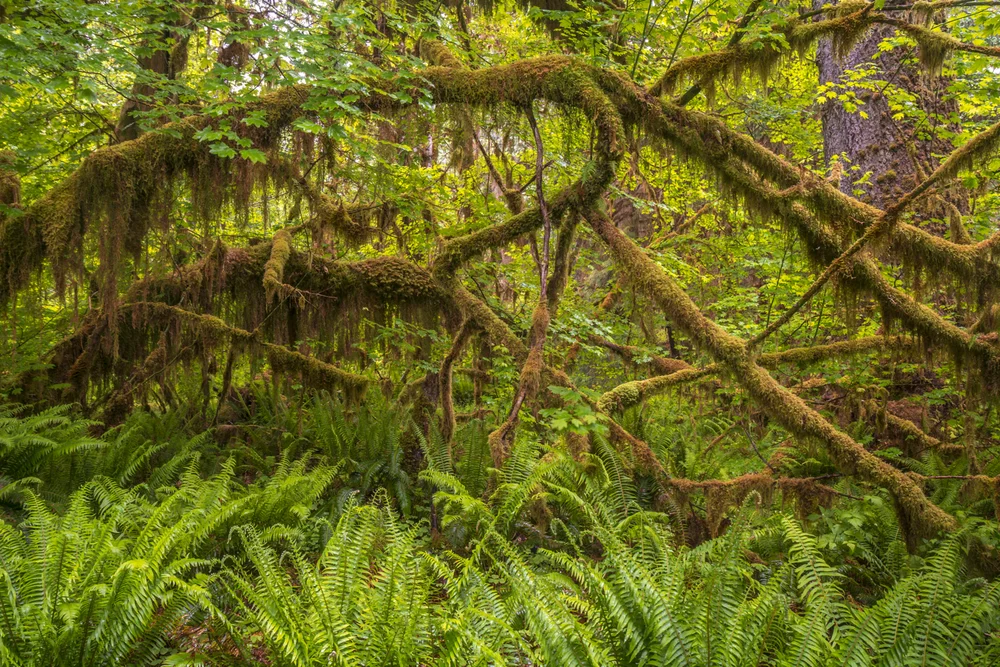 Guide to Olympic National Park's Ancient Forests, Giant Trees, and Old ...