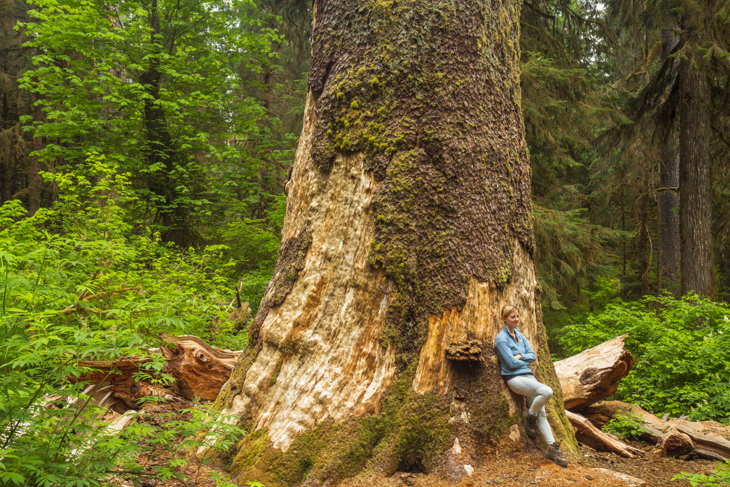 Guide to Olympic National Park's Ancient Forests, Giant Trees, and Old ...