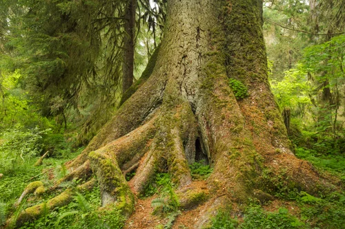 Guide to Olympic National Park's Ancient Forests, Giant Trees, and Old ...