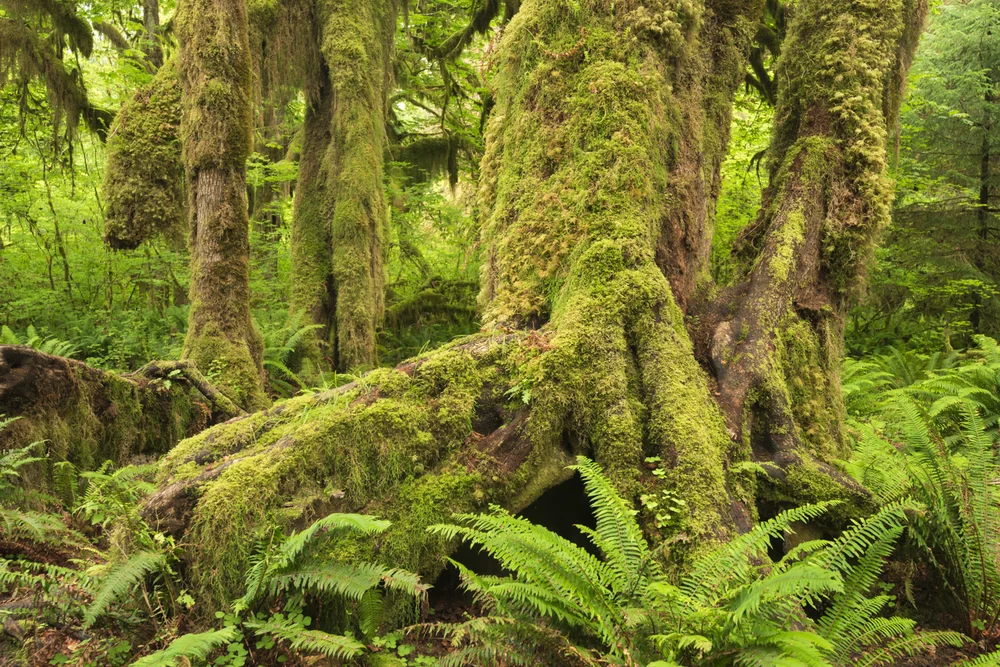 Guide to Olympic National Park's Ancient Forests, Giant Trees, and Old ...