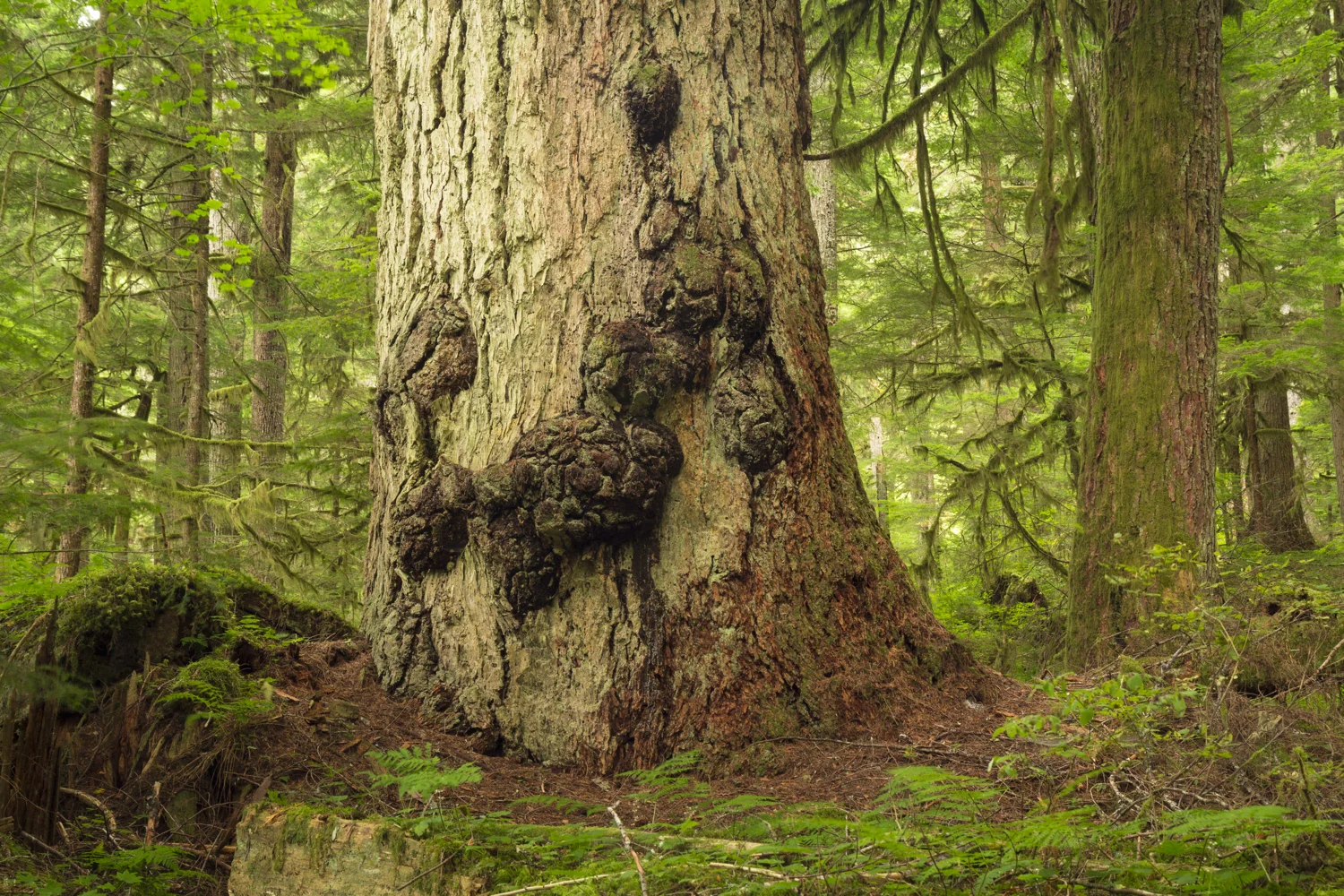 Guide to Vancouver and Lower Mainland BC's Ancient Forests, Giant Trees ...