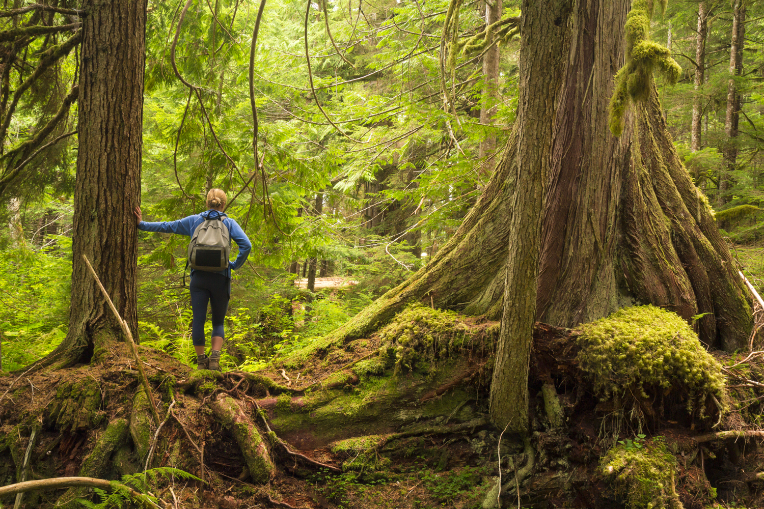 Guide to Vancouver and Lower Mainland BC's Ancient Forests, Giant Trees ...