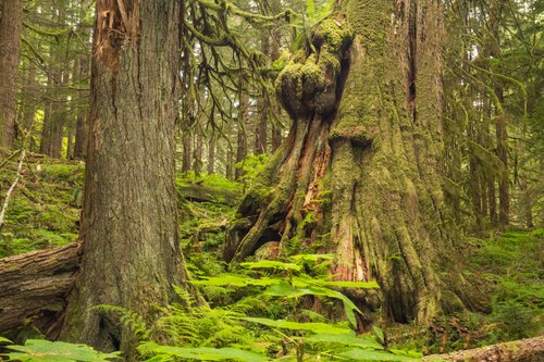 Guide to Vancouver and Lower Mainland BC's Ancient Forests, Giant Trees ...