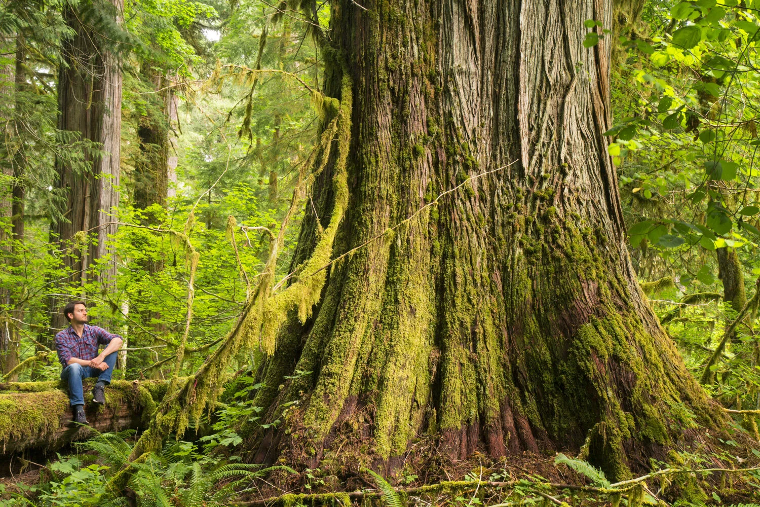 Guide to the Ancient Forests and Giant Trees of Washington, Oregon ...