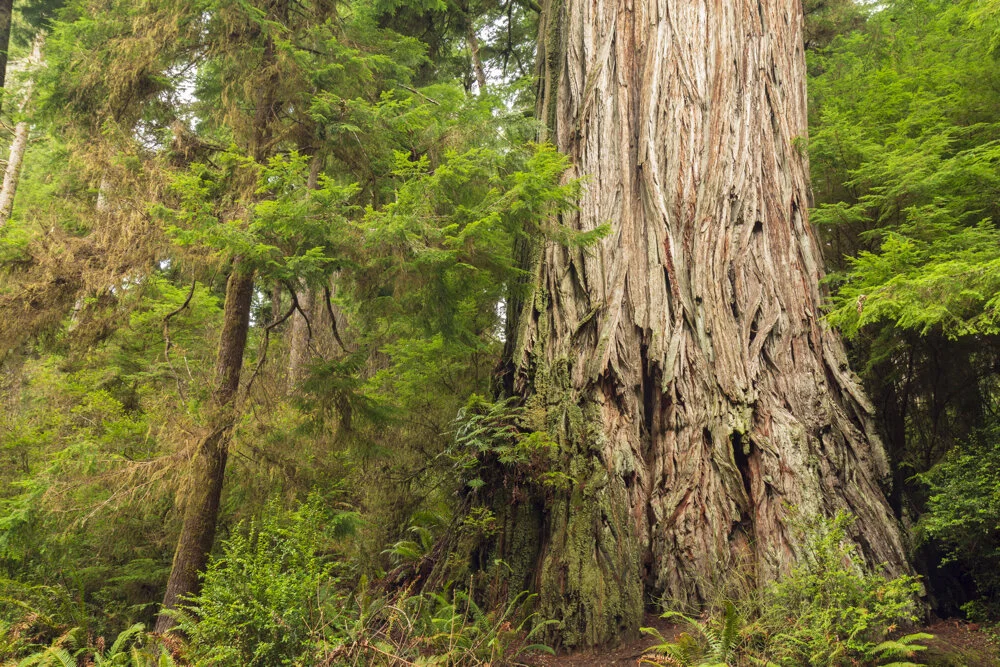Guide to California Redwoods: Giant Trees and Old Growth Hikes — Lucas ...