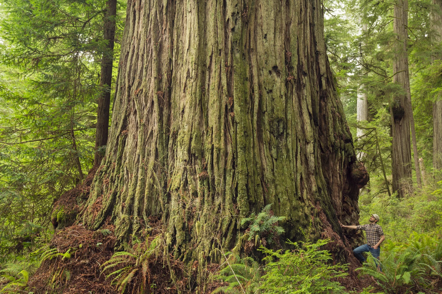Guide to California Redwoods: Giant Trees and Old Growth Hikes — Lucas ...