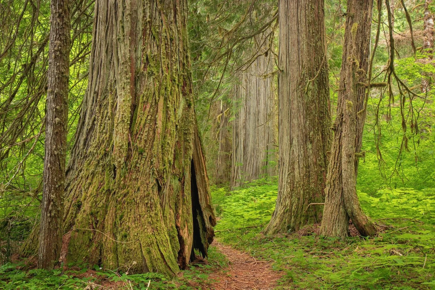 Guide to Washington State's Ancient Forests, Giant Trees, and Old ...