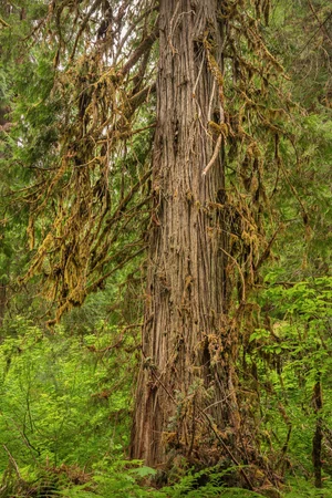 Guide to Washington State's Ancient Forests, Giant Trees, and Old ...