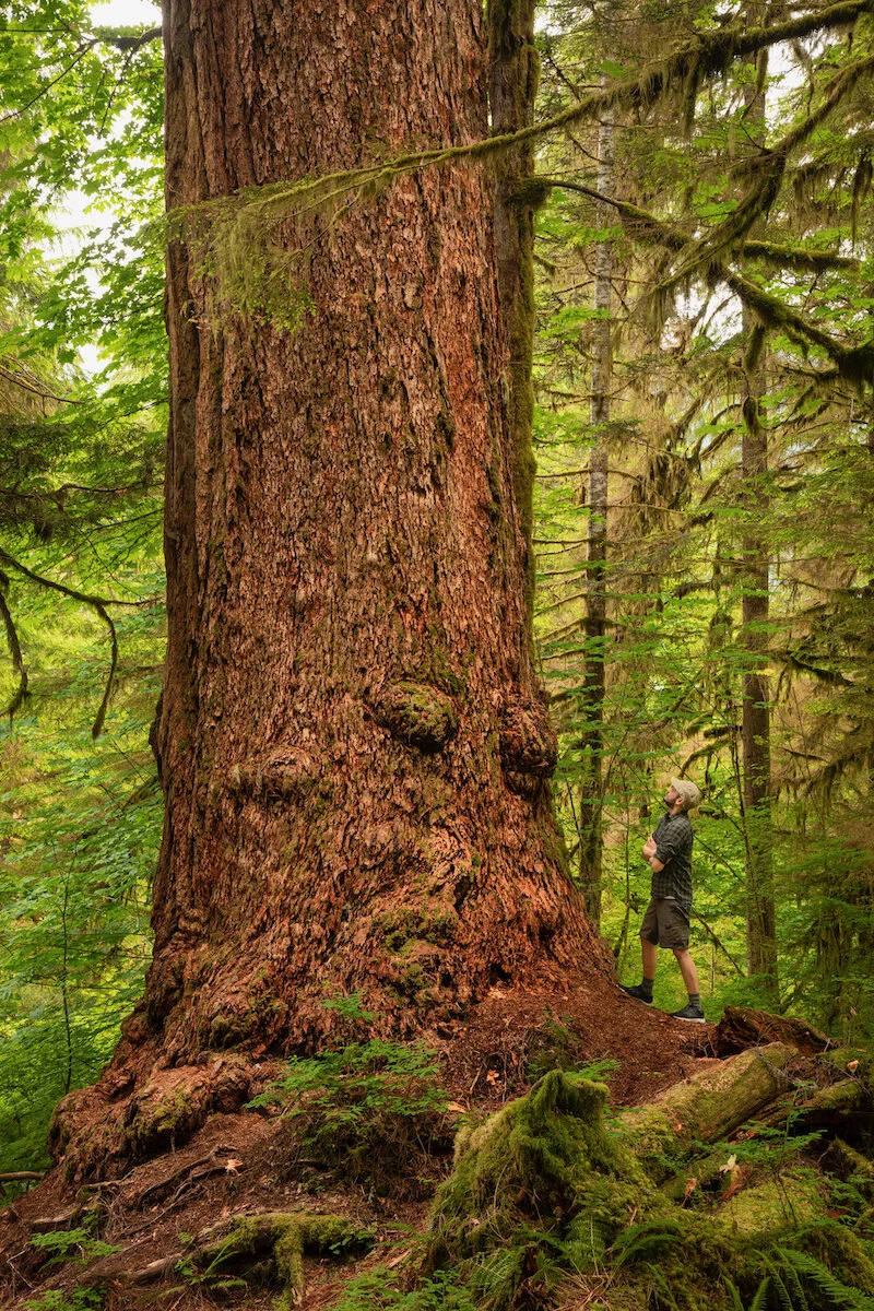 Guide to Washington State's Ancient Forests, Giant Trees, and Old ...