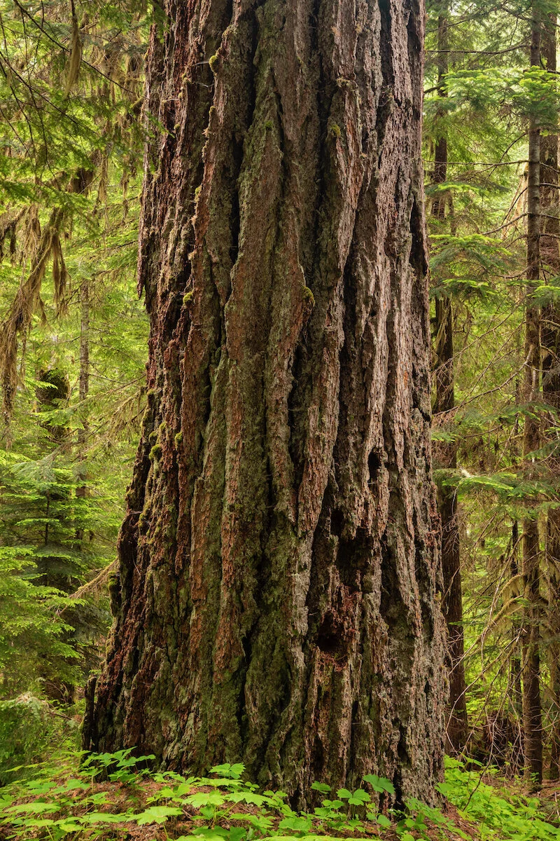 Guide to Washington State's Ancient Forests, Giant Trees, and Old ...