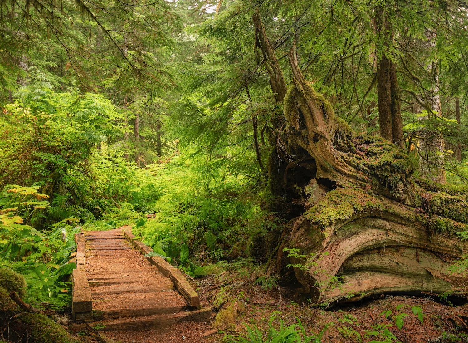 Guide to Washington State's Ancient Forests, Giant Trees, and Old ...