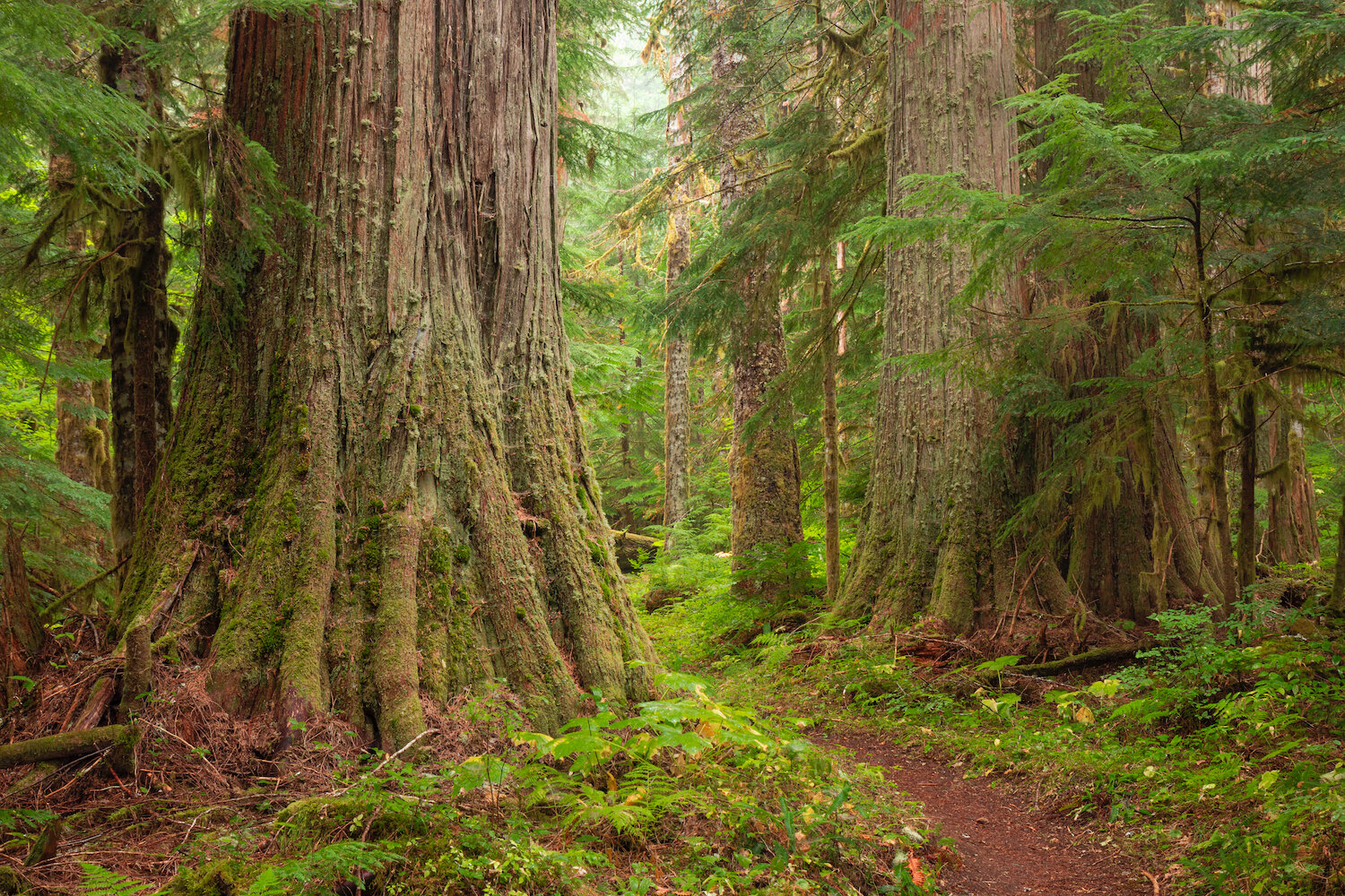 Guide to Washington State's Ancient Forests, Giant Trees, and Old ...