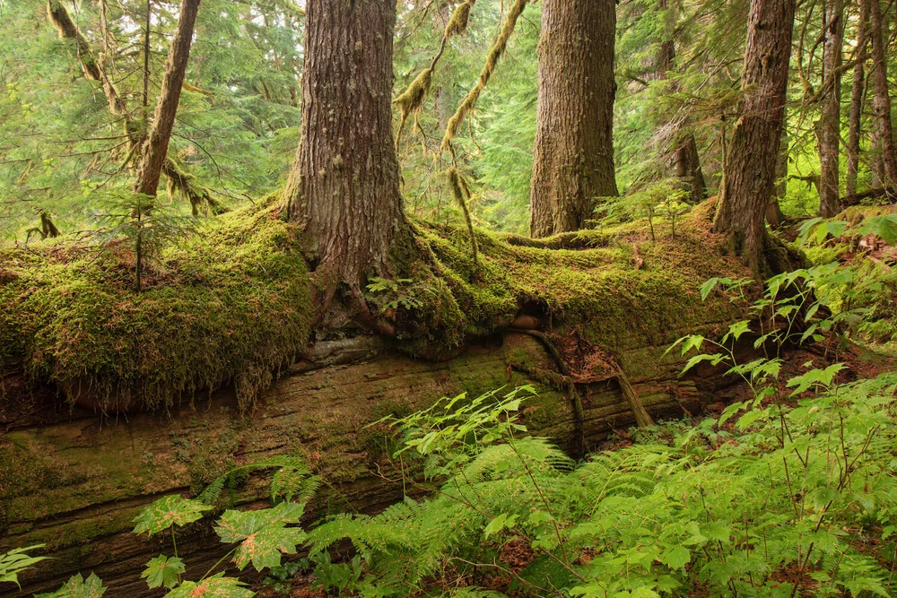 Guide to Washington State's Ancient Forests, Giant Trees, and Old ...