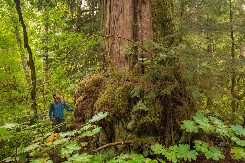 Guide to Washington State's Ancient Forests, Giant Trees, and Old ...