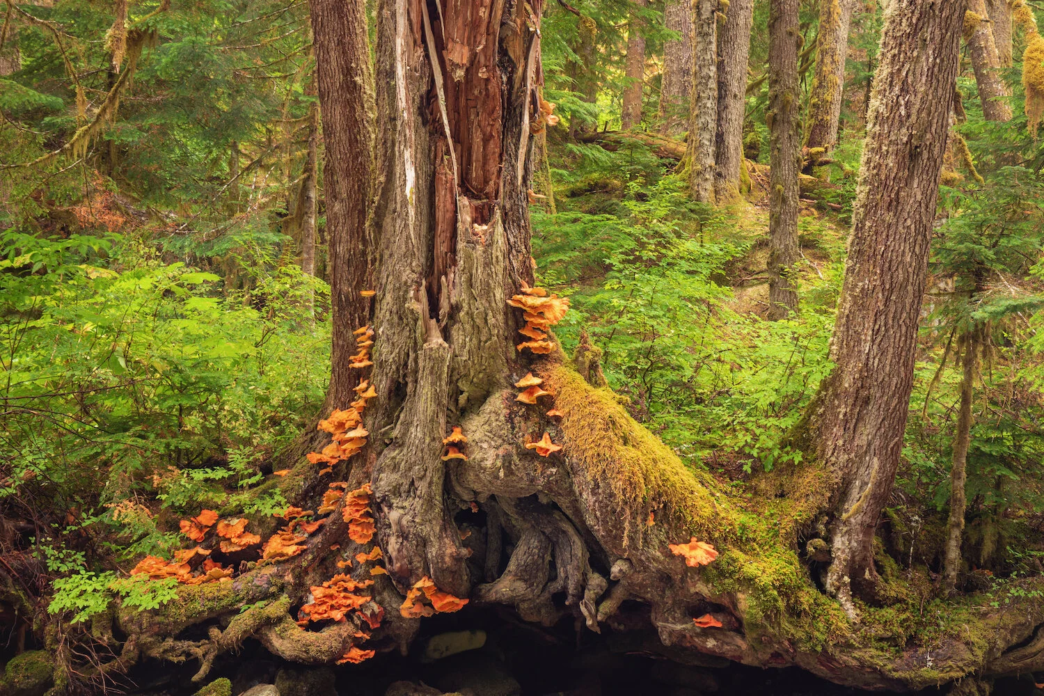 Guide to Washington State's Ancient Forests, Giant Trees, and Old ...