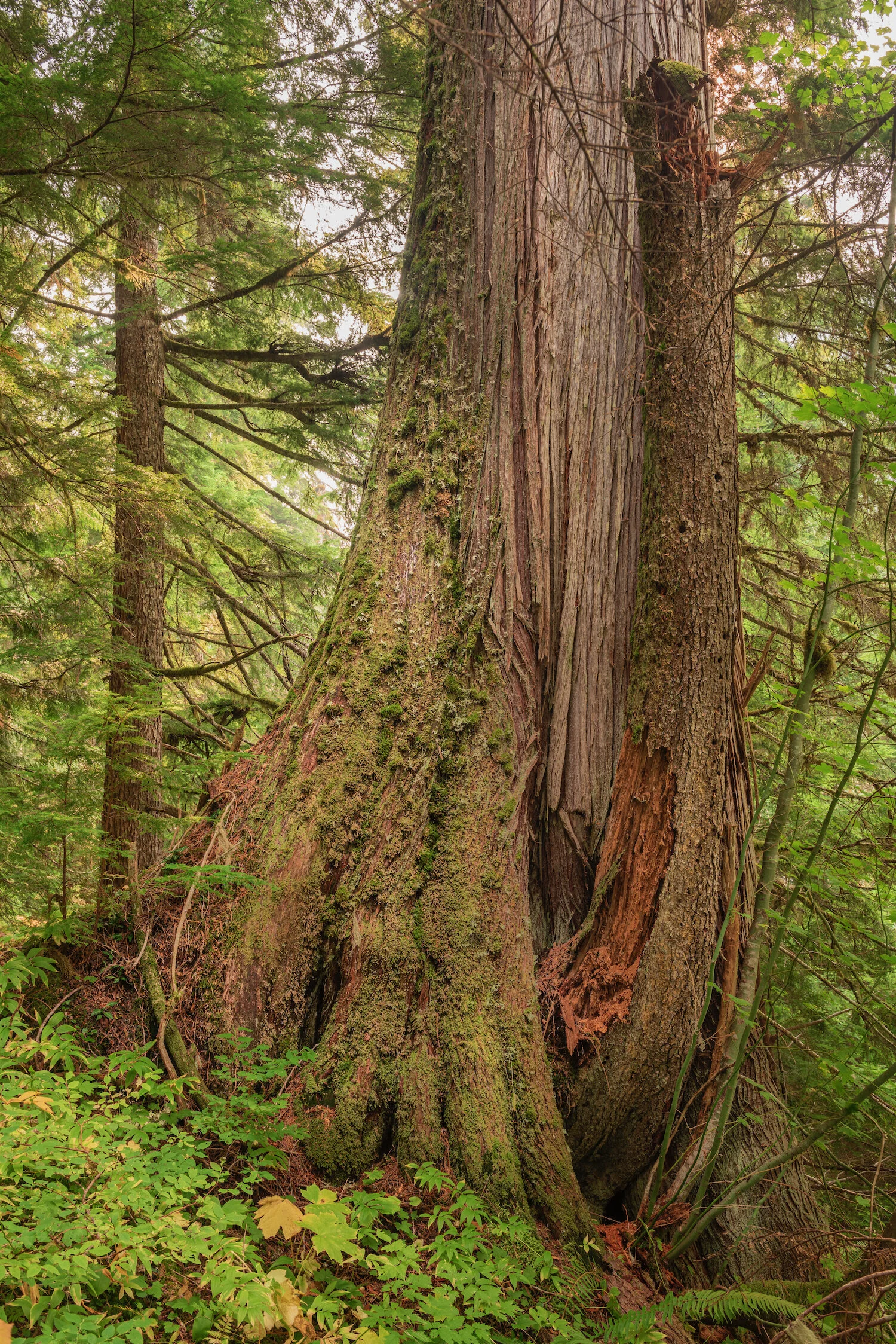 Guide to Washington State's Ancient Forests, Giant Trees, and Old ...