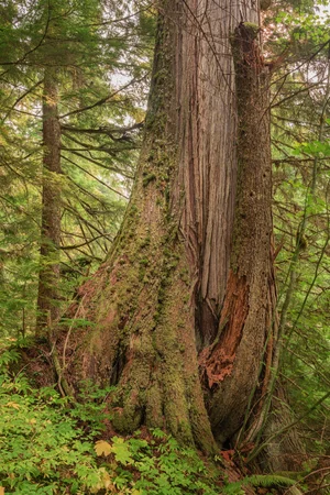 Guide to Washington State's Ancient Forests, Giant Trees, and Old ...