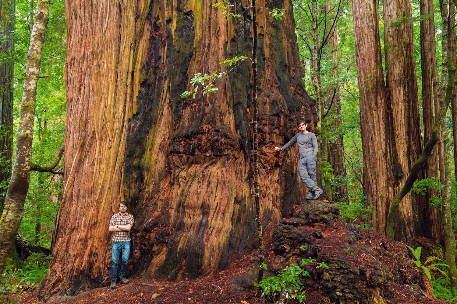 Where Are The Giant Redwood Trees In Northern California - Infoupdate.org