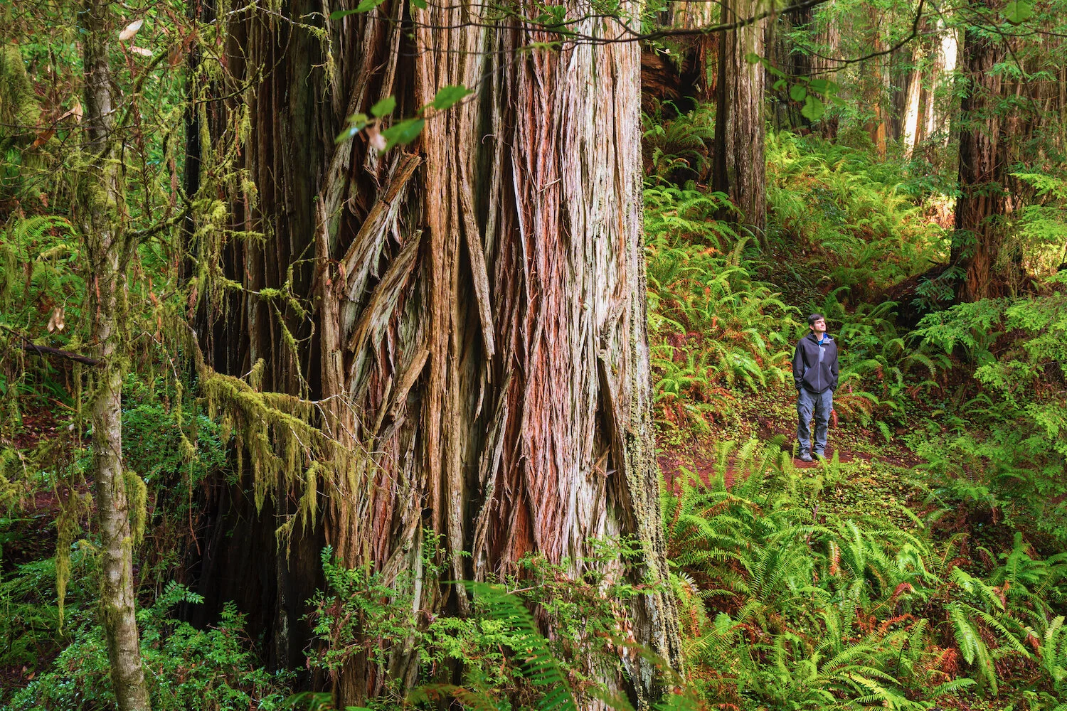 Guide to California Redwoods: Giant Trees and Old Growth Hikes — Lucas ...
