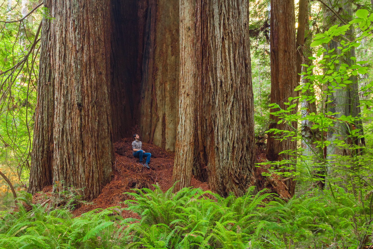 Guide to California Redwoods: Giant Trees and Old Growth Hikes — Lucas ...