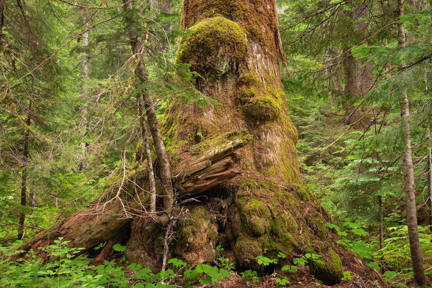 Guide to Washington State's Ancient Forests, Giant Trees, and Old ...