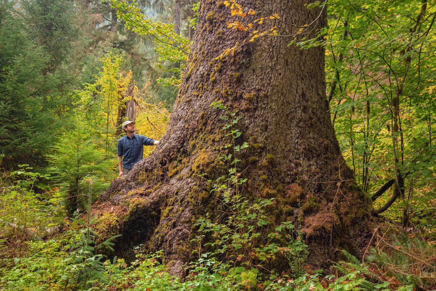 Guide to Olympic National Park's Ancient Forests, Giant Trees, and Old ...