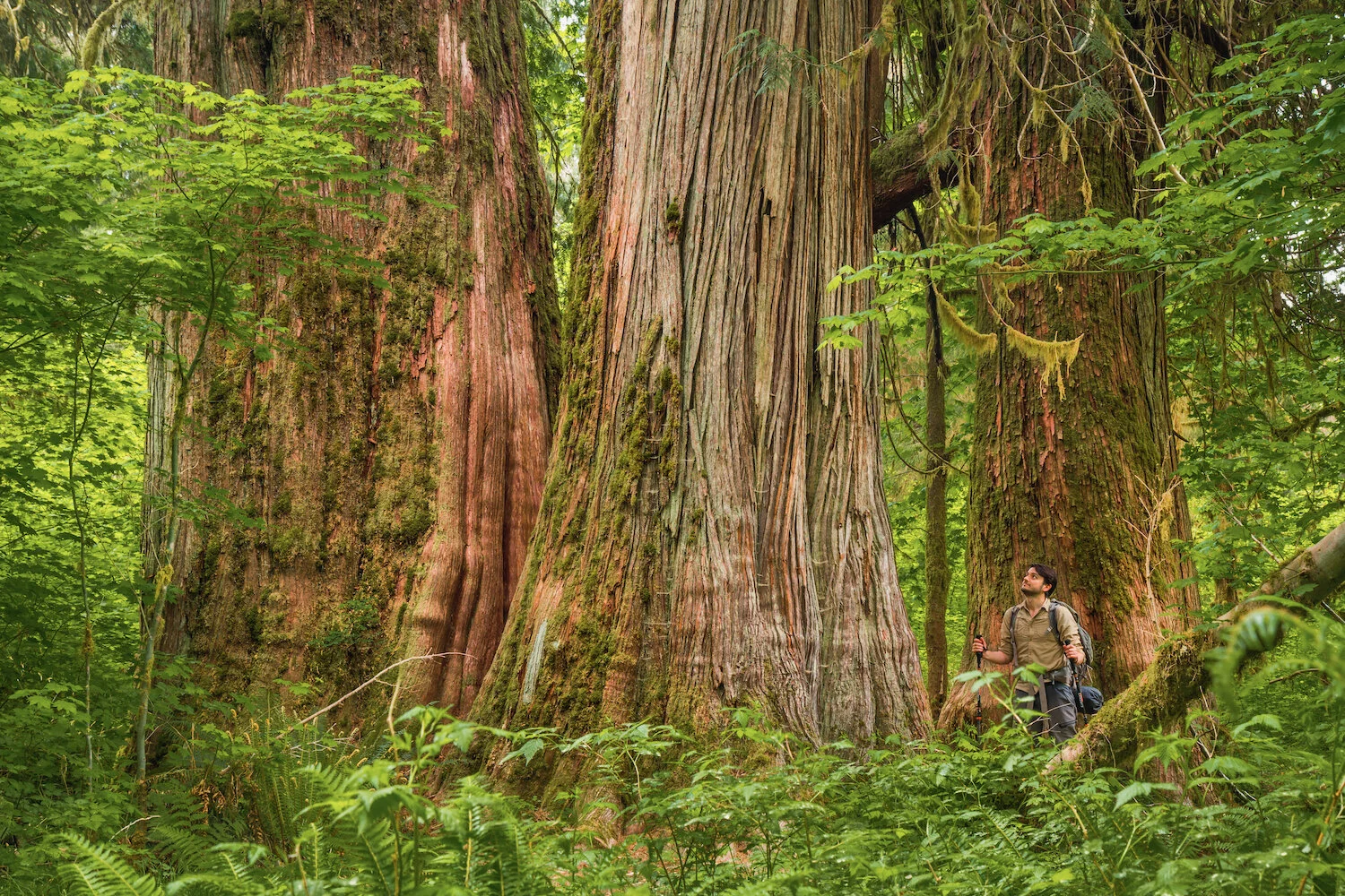Guide to Olympic National Park's Ancient Forests, Giant Trees, and Old ...
