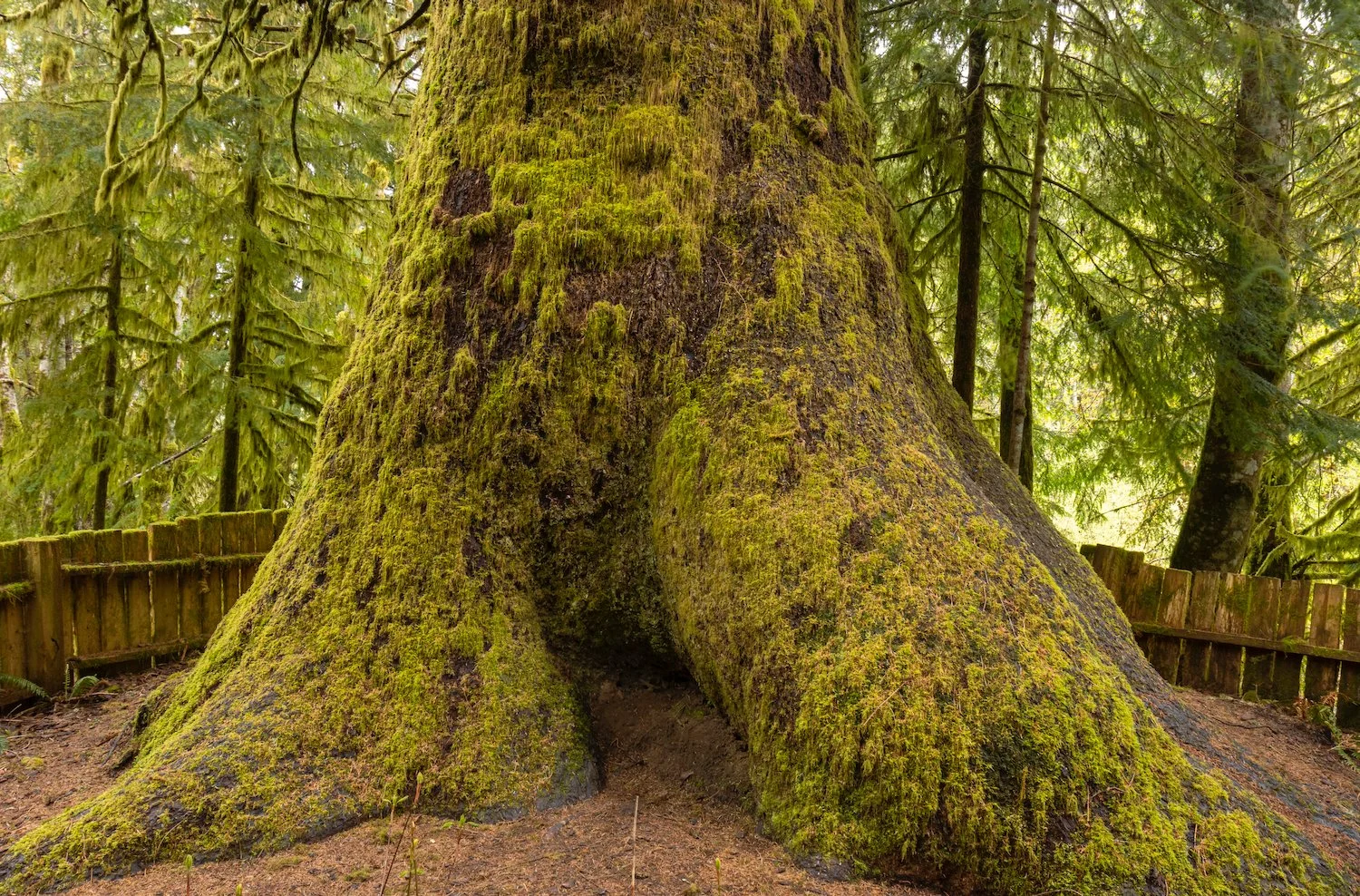 Guide to Vancouver Island's Ancient Forests, Giant Trees, and Old ...