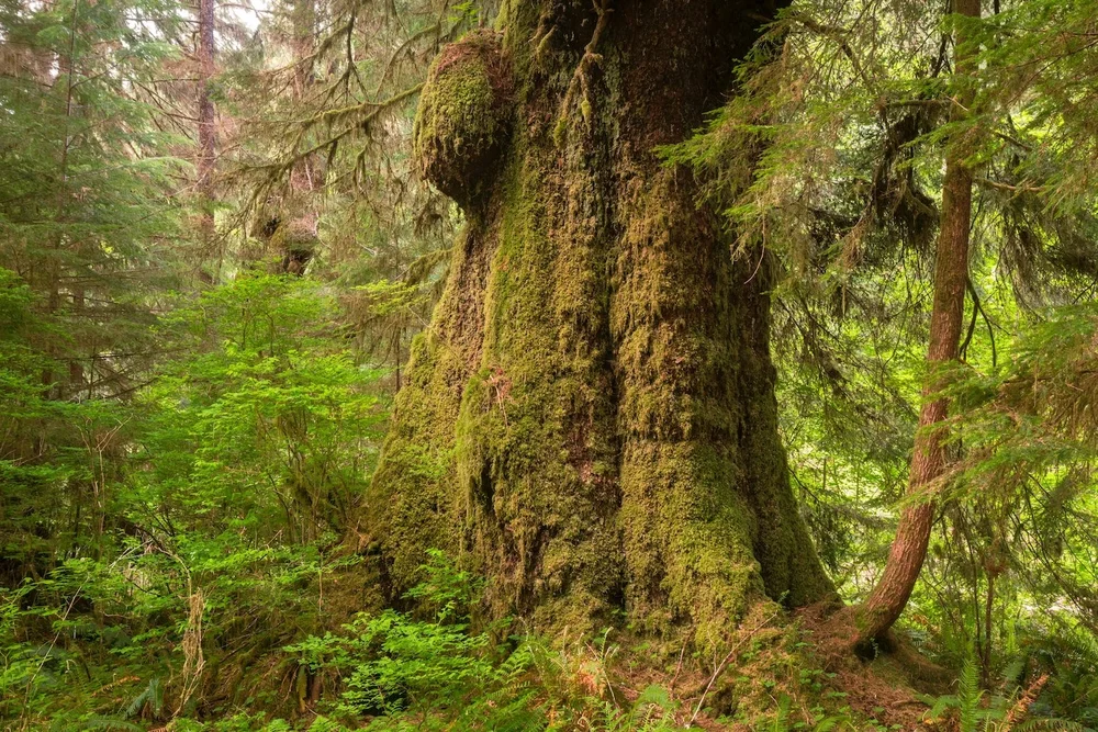 Guide to Vancouver Island's Ancient Forests, Giant Trees, and Old ...